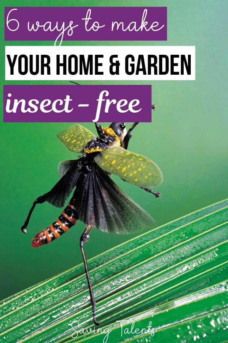 6 Solutions to Make Your Garden and Lawn Free from Insects