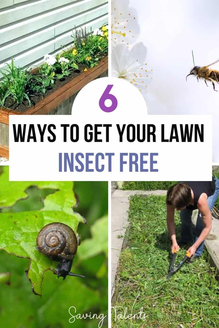 6 Solutions to Make Your Garden and Lawn Free from Insects